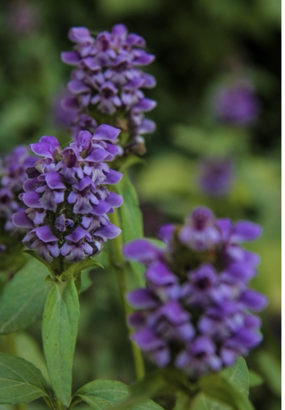 Plants of the Lost Coast – Exploring native plants and ecology of ...